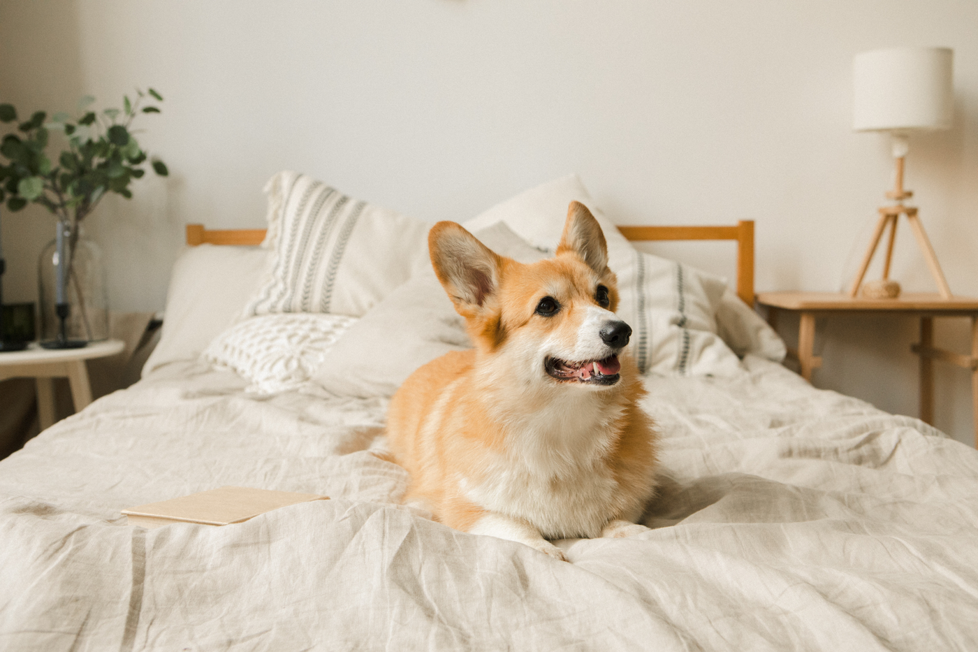 Nutrition Guide Top Diet Tips For Senior Pembroke Welsh Corgis Zumalka