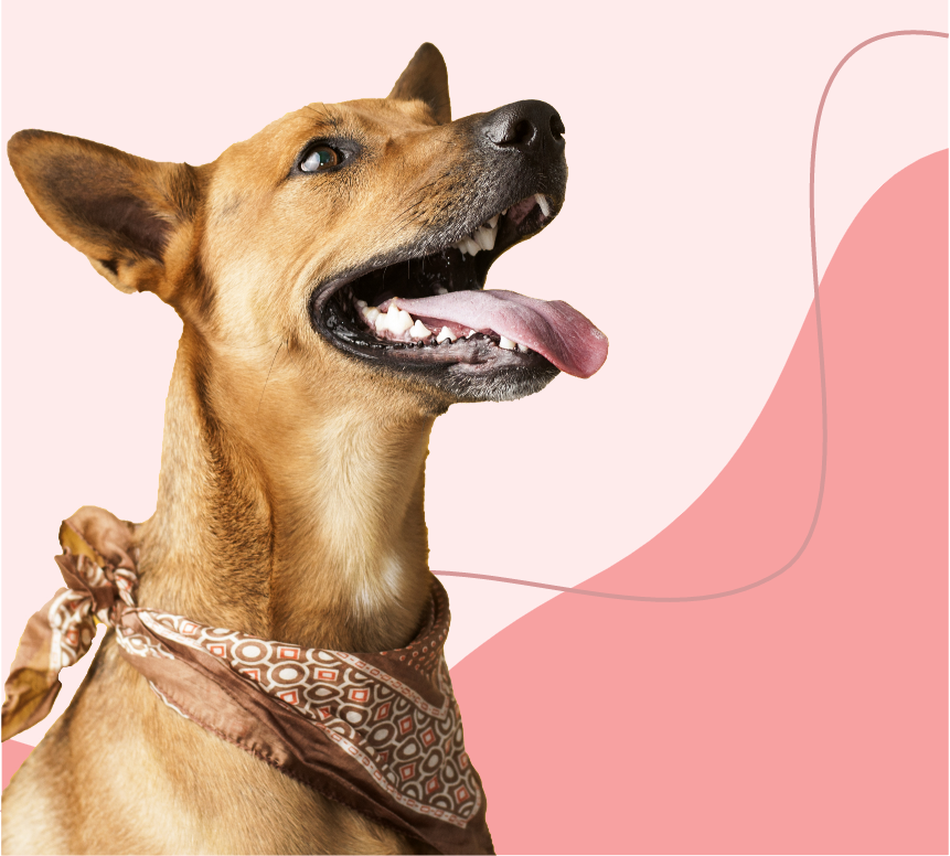 Zumalka - Natural and Homeopathic Remedies for Pets